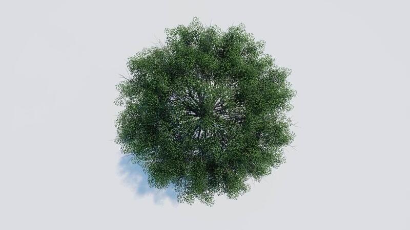 tree top view plant landscape architecture nature garden aerial render ...
