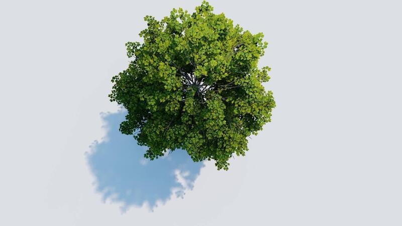 tree top view plant landscape architecture nature garden aerial render ...