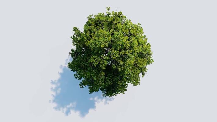 Photoshop Trees Plan View