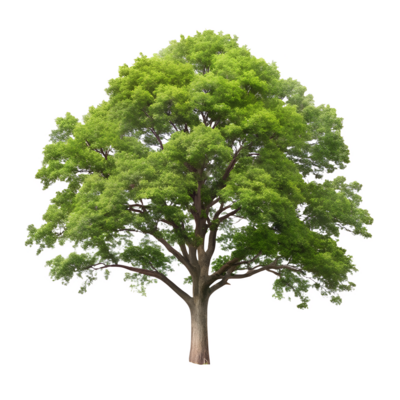 Animated Tree PNGs for Free Download