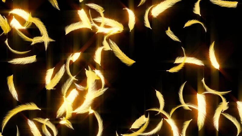 Gold Feather Animation 51294622 Stock Video at Vecteezy Gold Feather Animation 51294622 Stock Video at Vecteezy