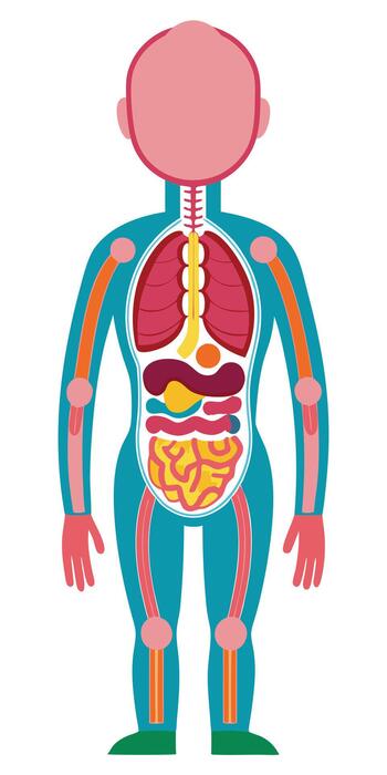 Human Body Outline Vector Art, Icons, and Graphics for Free Download