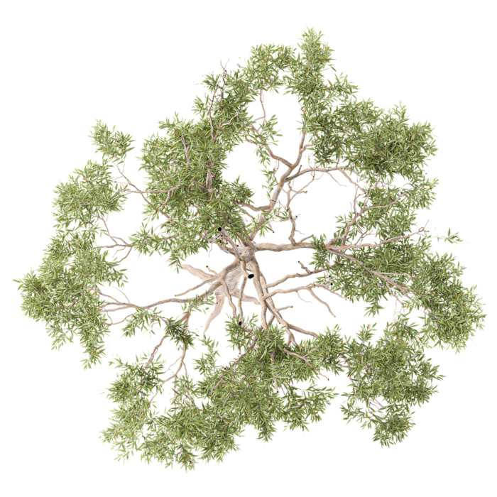 Tree Top View PNGs for Free Download