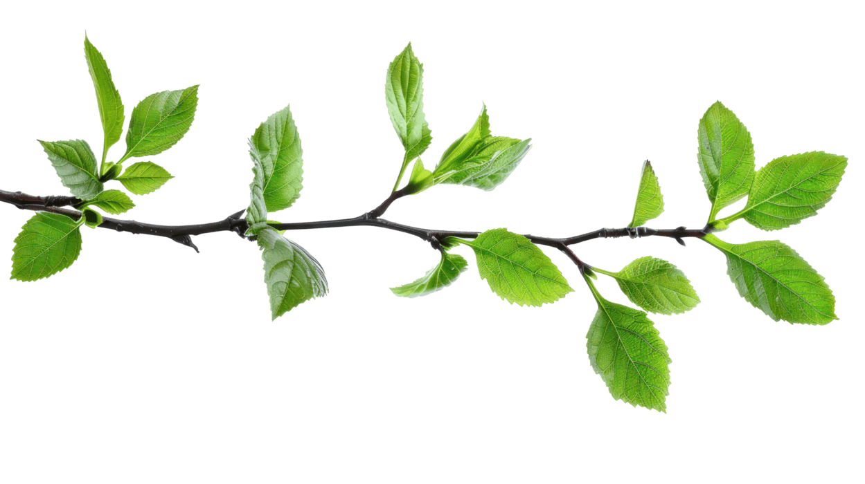Plant Branch PNGs for Free Download