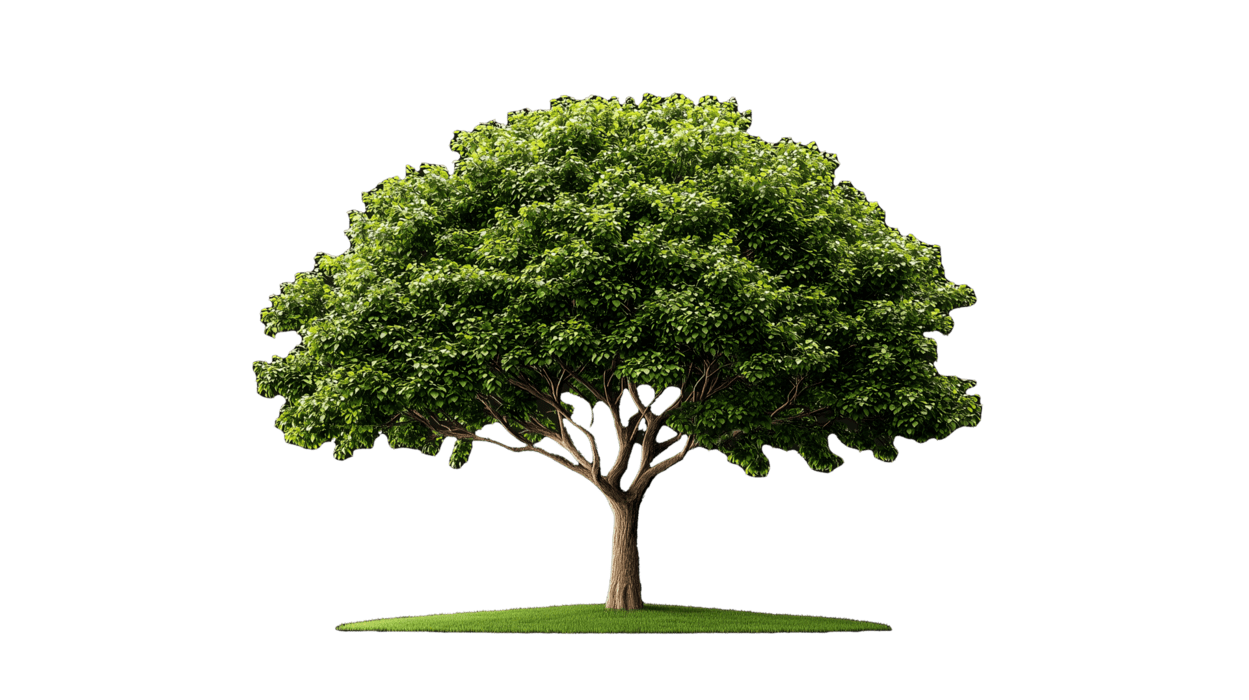 Plan Tree PNGs for Free Download