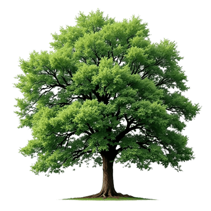 Tree Transparent Background PNGs for Free Download
