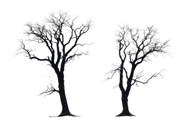 White Tree Pngs For Free Download