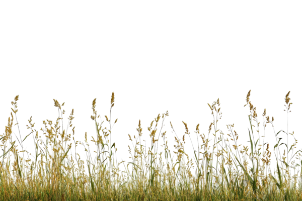 Black Grass Pngs For Free Download