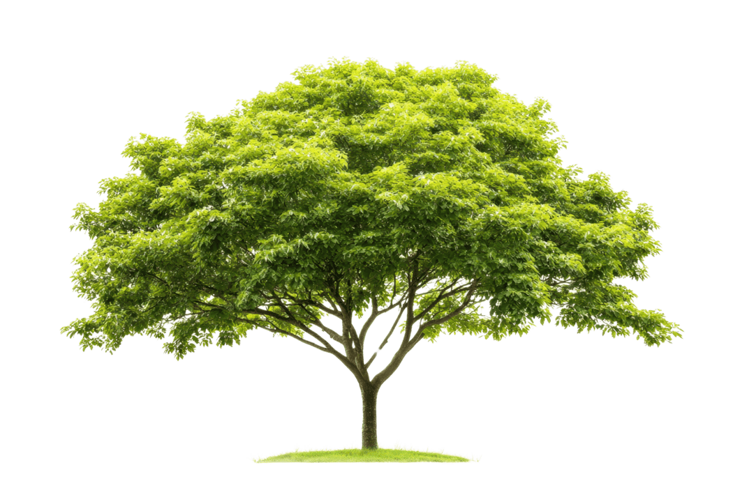 Tree Clip Art PNGs for Free Download