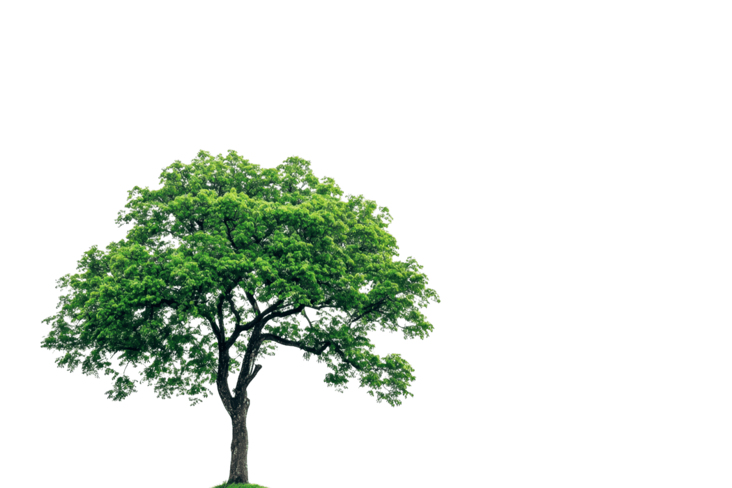 Tree Animation PNGs for Free Download