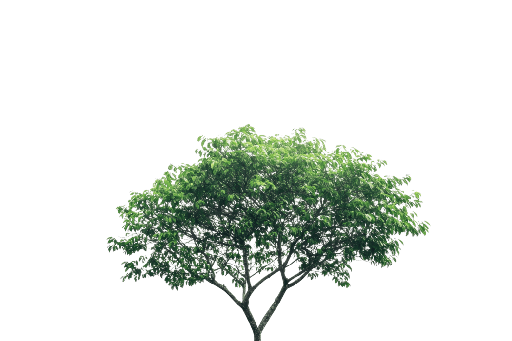 Animated Tree PNGs for Free Download