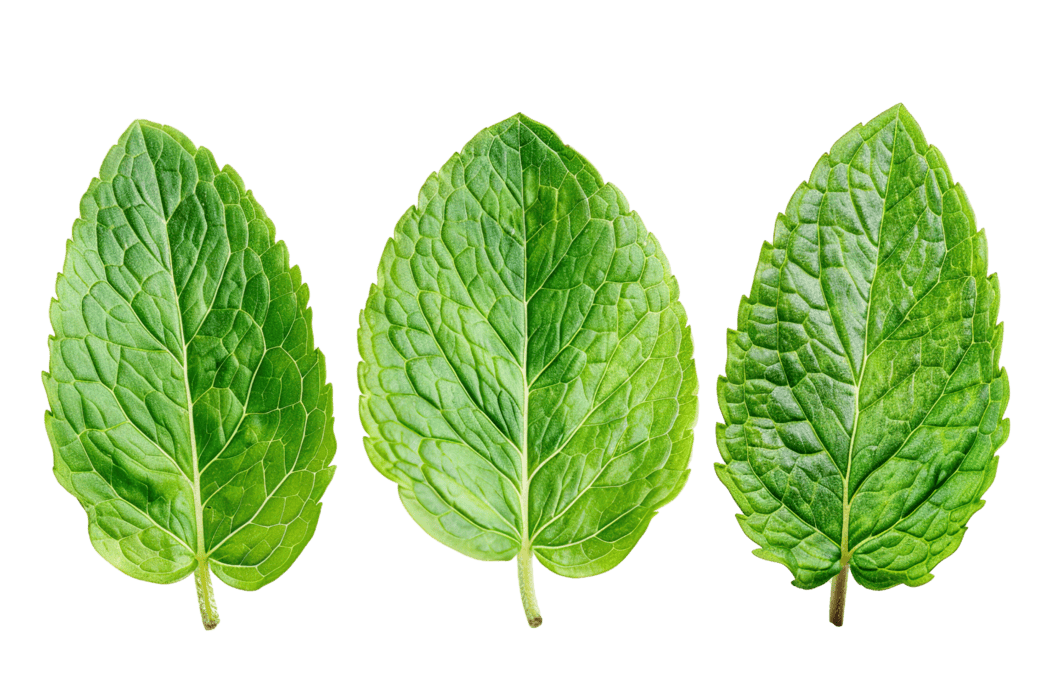 Mint Leaf PNGs for Free Download