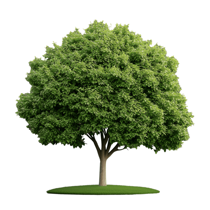 Tree Clip Art PNGs for Free Download