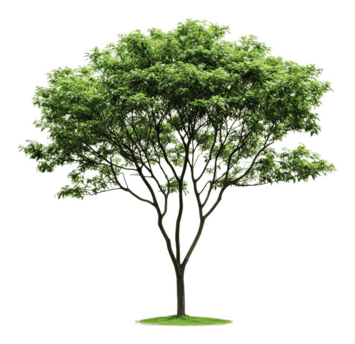 Tree Elevation PNGs for Free Download