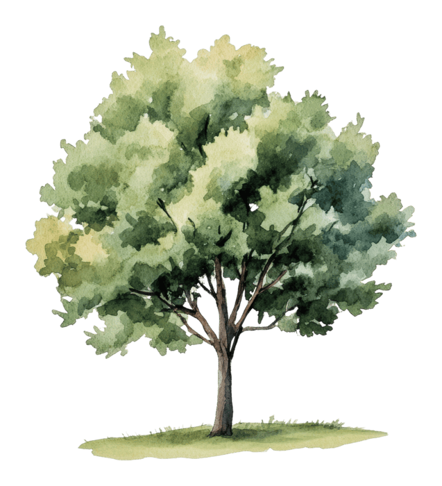 Tree Sketch PNGs for Free Download