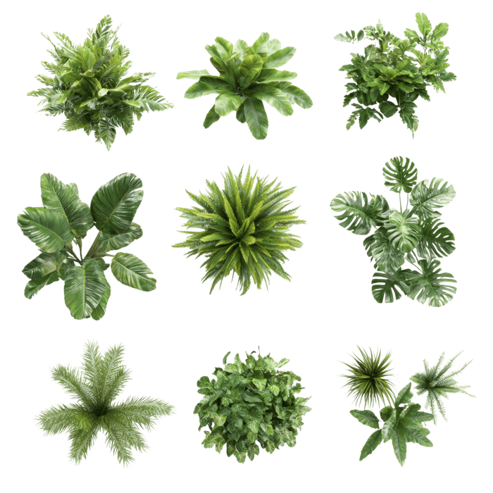 Plant Top View PNGs for Free Download