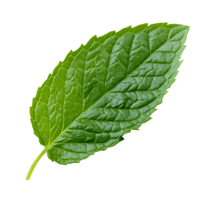Mint Leaf PNGs for Free Download