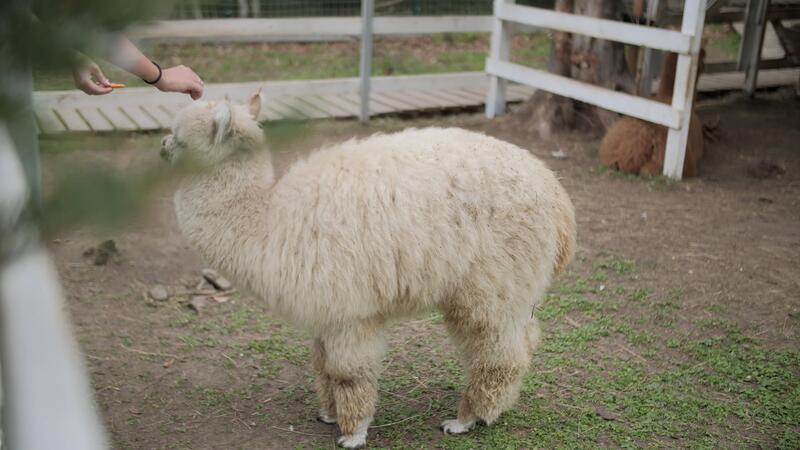 Alpaca Standing in Enclosure at Petting Zoo 52511253 Stock Video at ... Alpaca Standing in Enclosure at Petting Zoo 52511253 Stock Video at ...