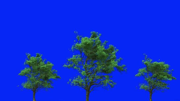 Growing Tree Animation Stock Video Footage for Free Download