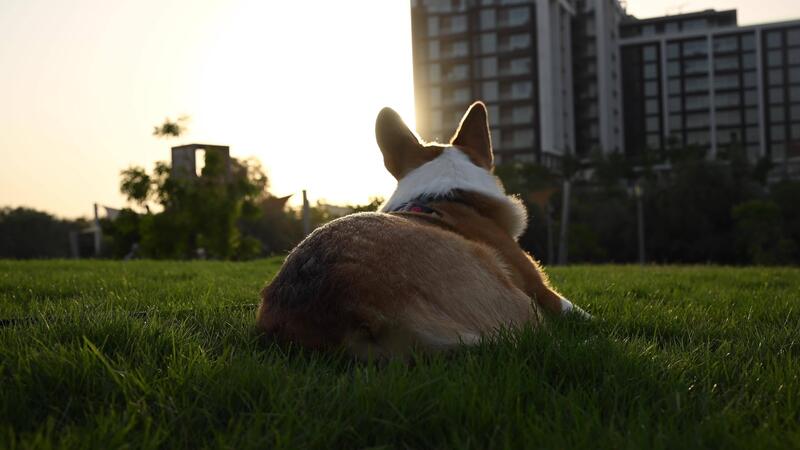 A corgi dog is relaxing in the grass with a building visible in the ...