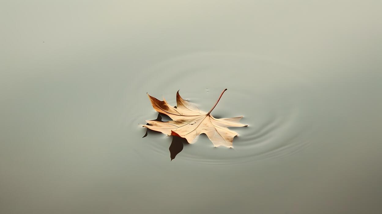 Maple Leaf Water Stock Photos, Images and Backgrounds for Free Download