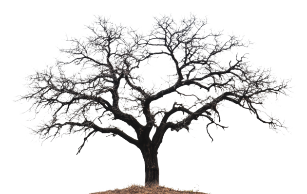 White Tree Pngs For Free Download