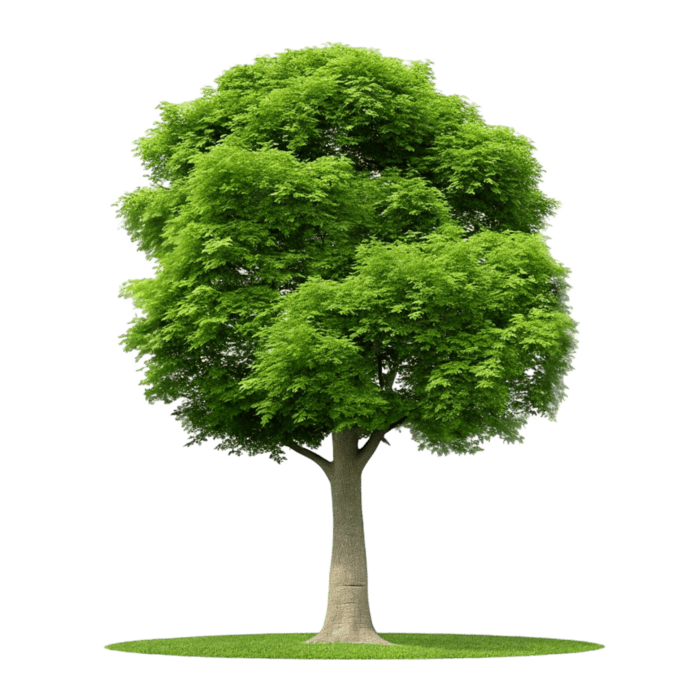 Animated Tree PNGs for Free Download