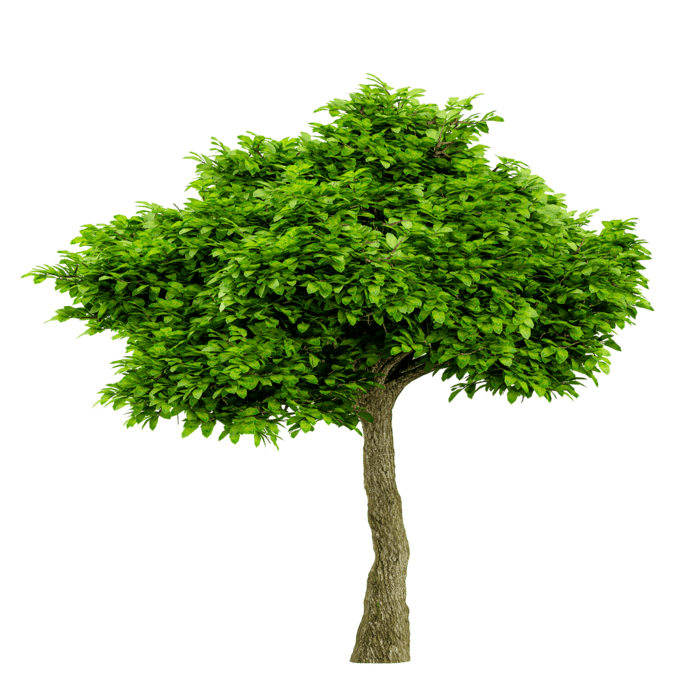 Tree Animation PNGs for Free Download