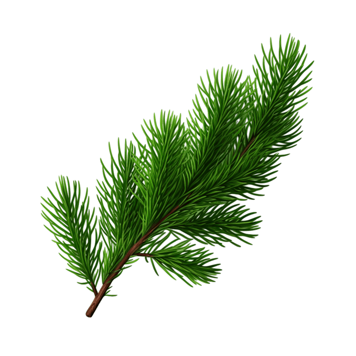 Pine Branch PNGs for Free Download