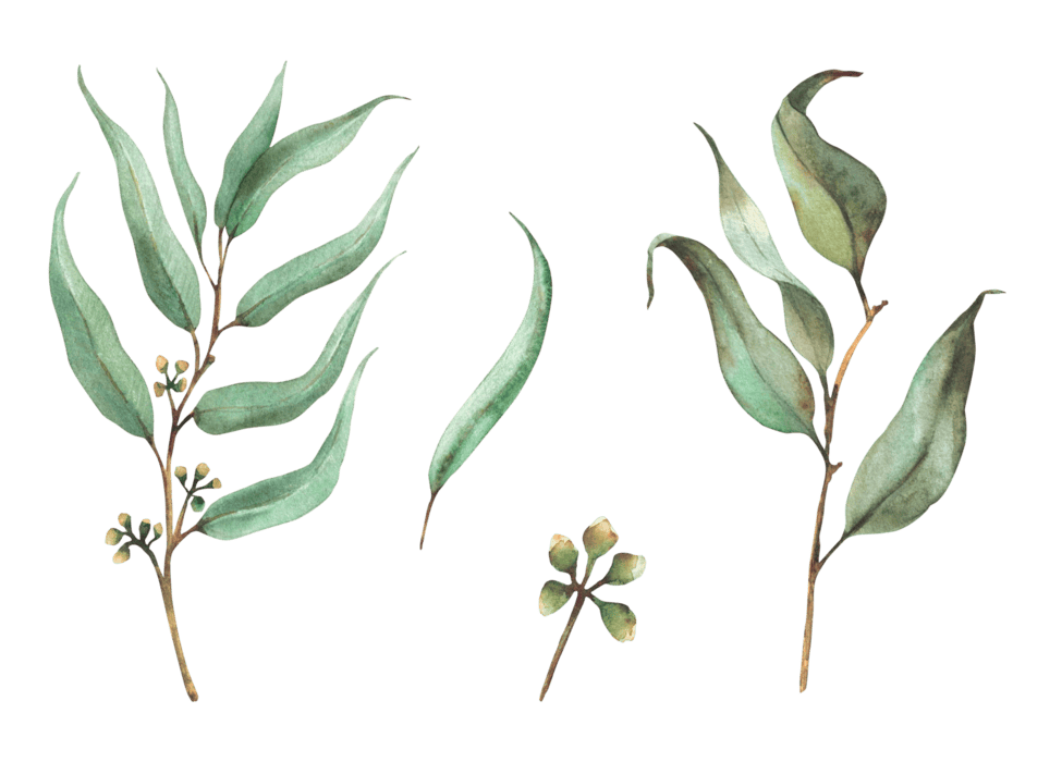 Eucalyptus Leaves Gold PNGs for Free Download