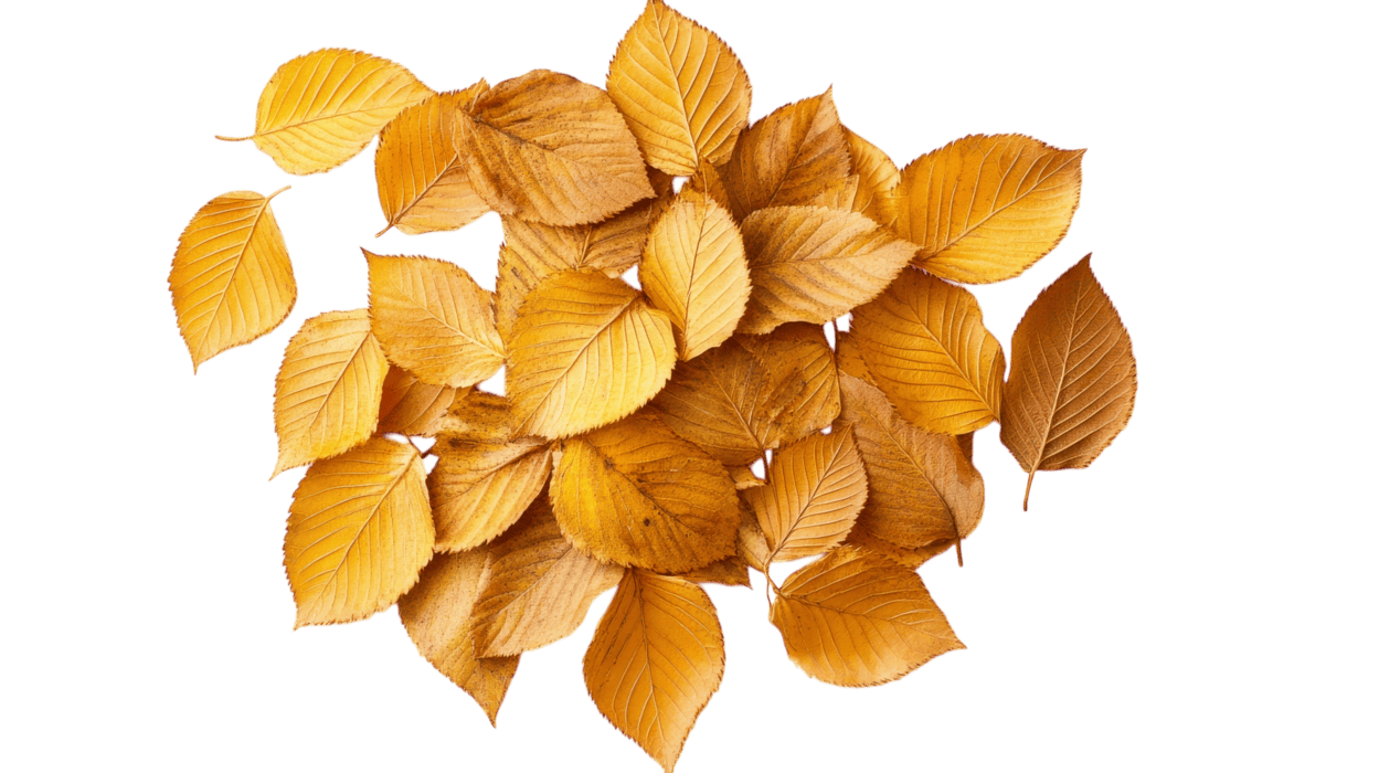 Golden Leaves PNGs for Free Download