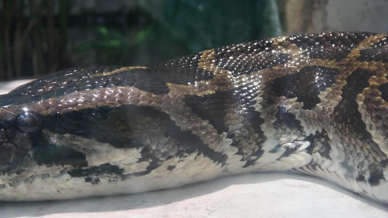 A giant reticulated python is sunbathing 53653240 Stock Video at Vecteezy
