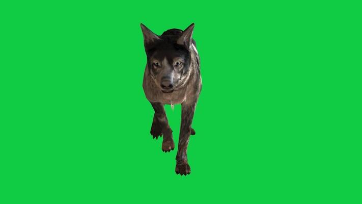 Dog Walking Green Screen Stock Video Footage for Free Download
