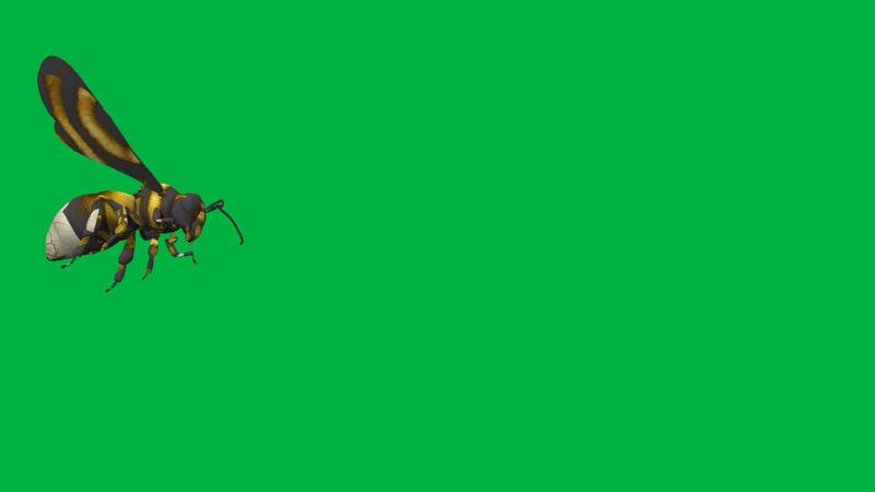 Bee flying animation 53662995 Stock Video at Vecteezy