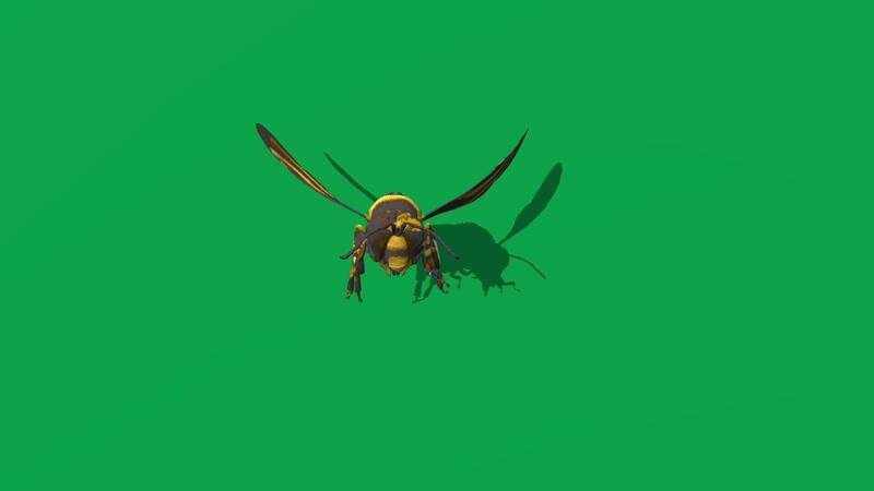 Bee flying animation 53662998 Stock Video at Vecteezy