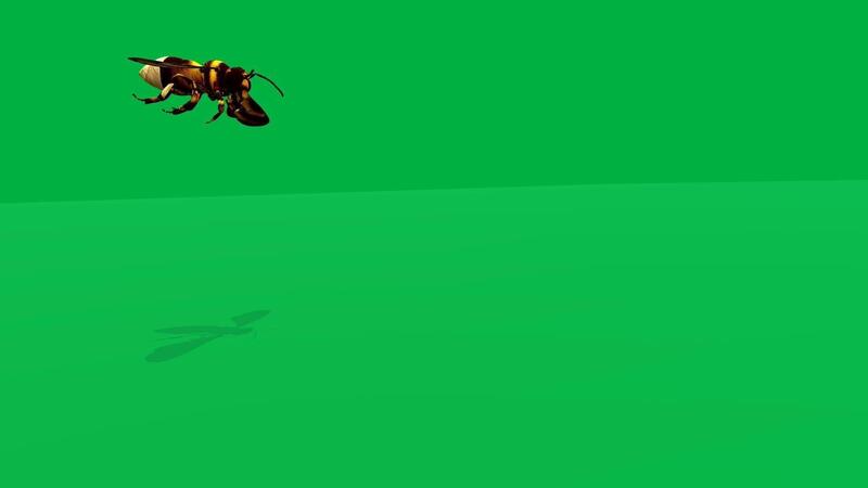 Bee flying animation 53663001 Stock Video at Vecteezy
