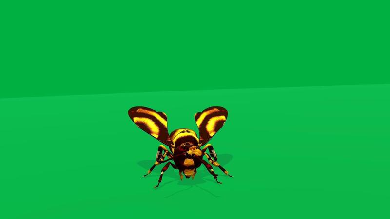 Bee flying animation 53663009 Stock Video at Vecteezy