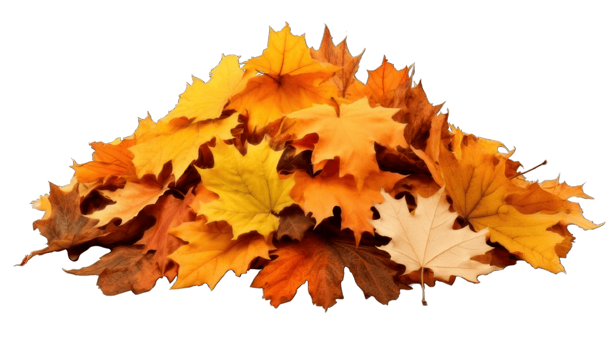 Fall Leaves Transparent PNGs for Free Download