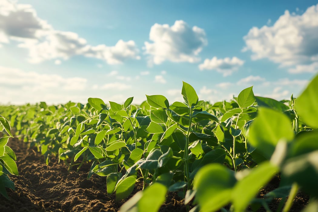 Soybean Field Landscape Stock Photos, Images and Backgrounds for Free ...
