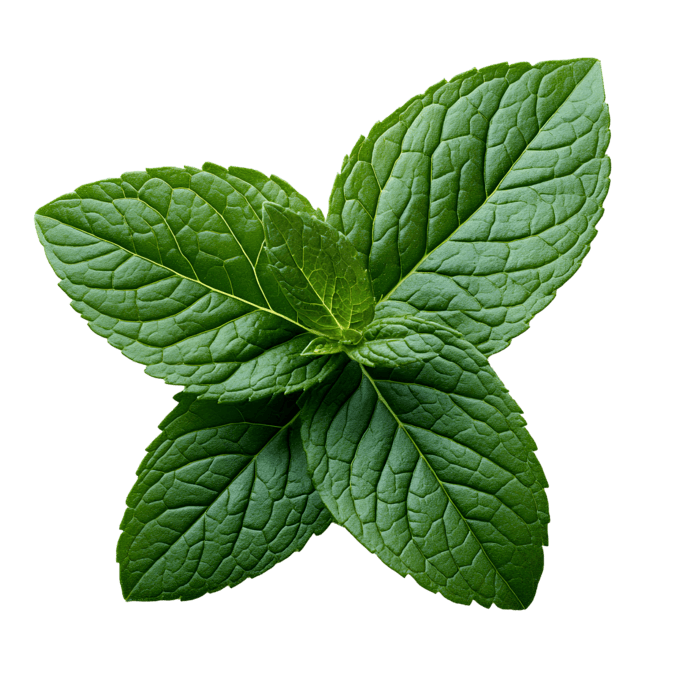 Mint Leaf PNGs for Free Download