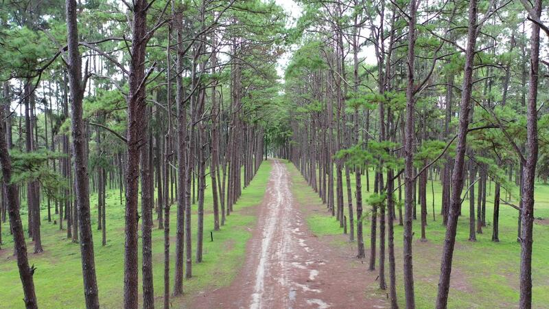 Pine Trees Grow Nice And Tidy In Lines With Equal Spaces Between Lines In The Pine Trees Forest