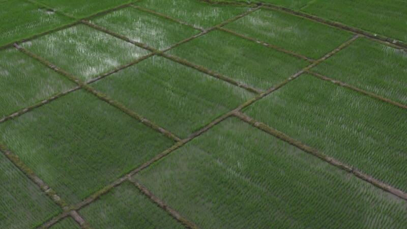 Beautiful Rectangle Green Paddy Rice Field From Drone View Thailand
