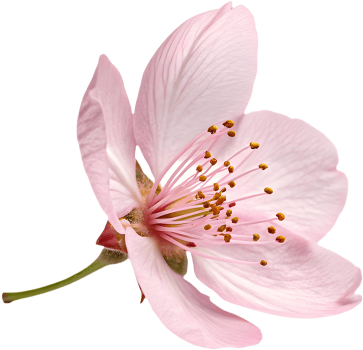 Flower Blossom PNGs for Free Download