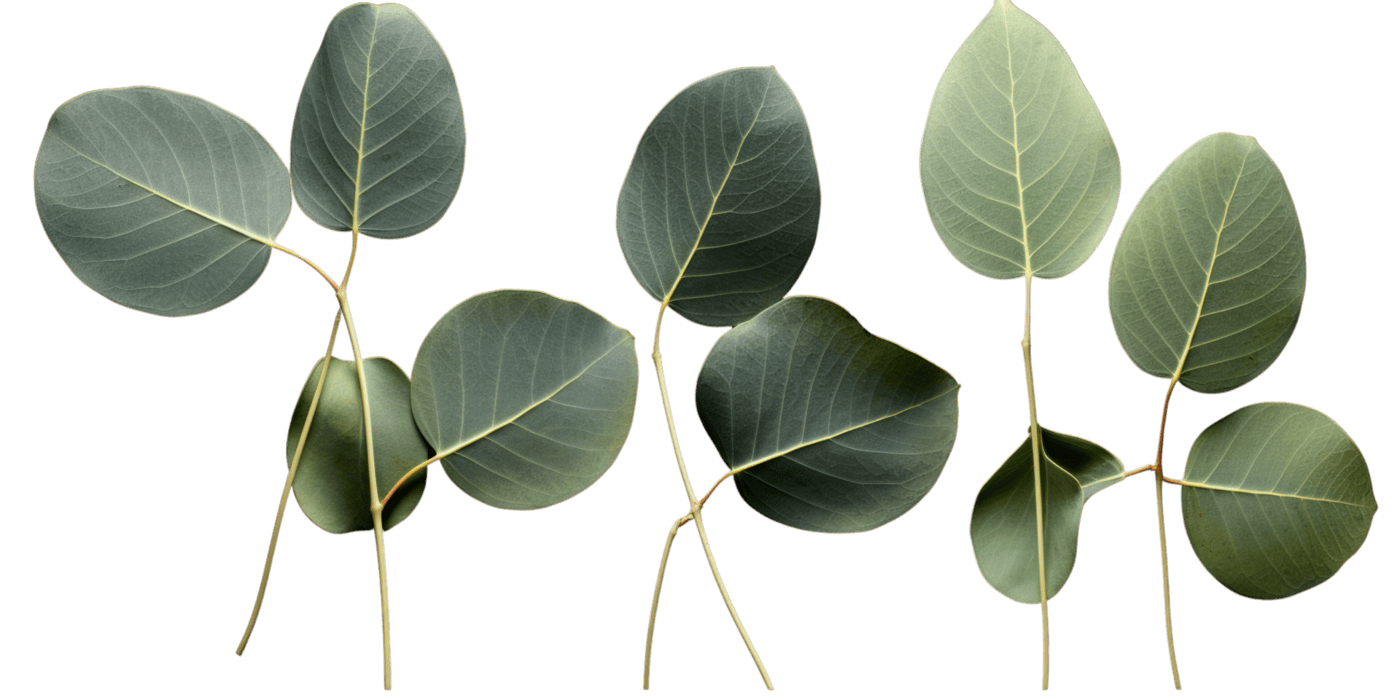 Eucalyptus Leaves Gold PNGs for Free Download