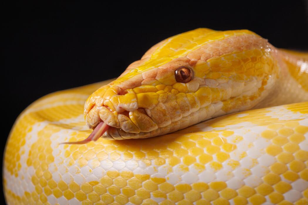 Python Snake Stock Photos, Images and Backgrounds for Free Download