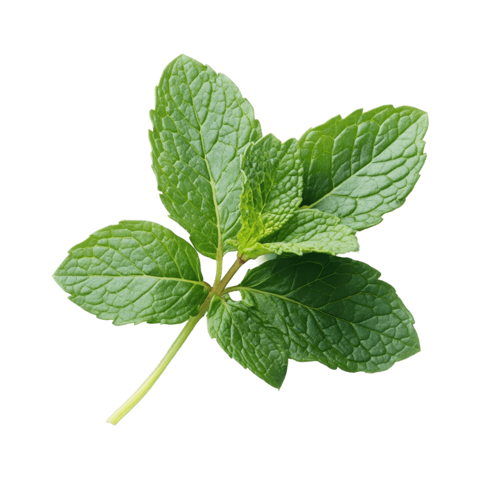 Mint Leaf PNGs for Free Download