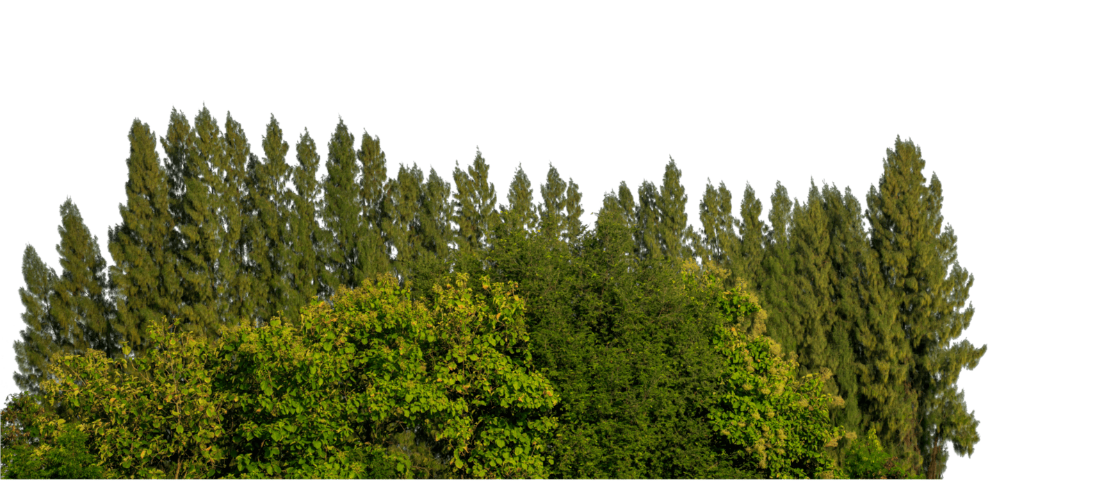 Tree Line PNGs for Free Download