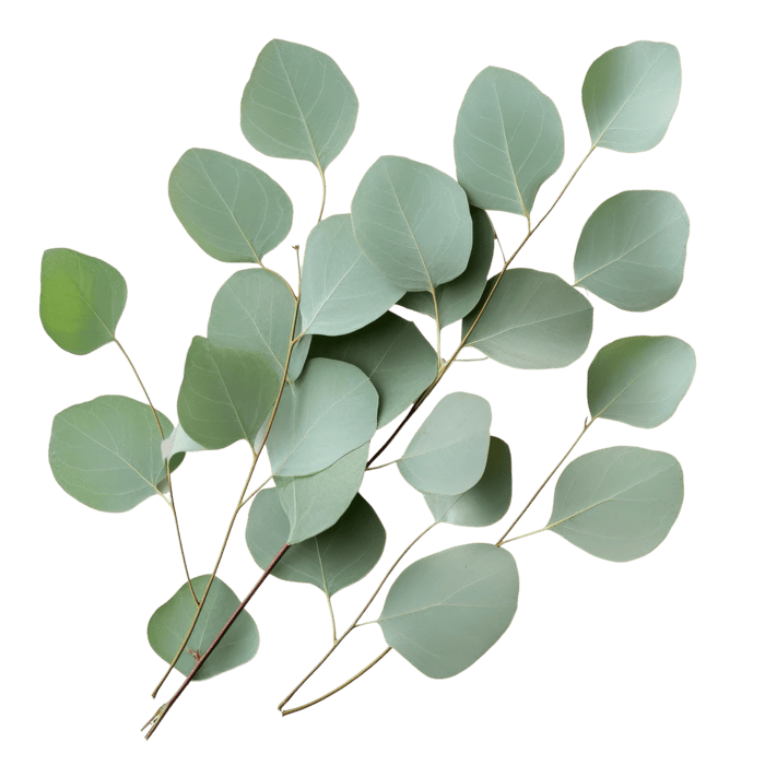 Eucalyptus Leaves Gold PNGs for Free Download