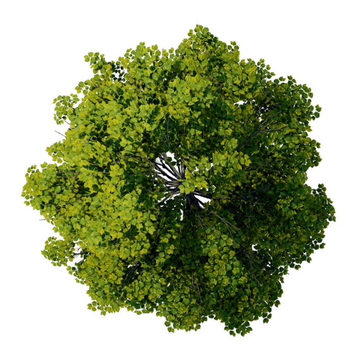 Tree Top View PNGs for Free Download