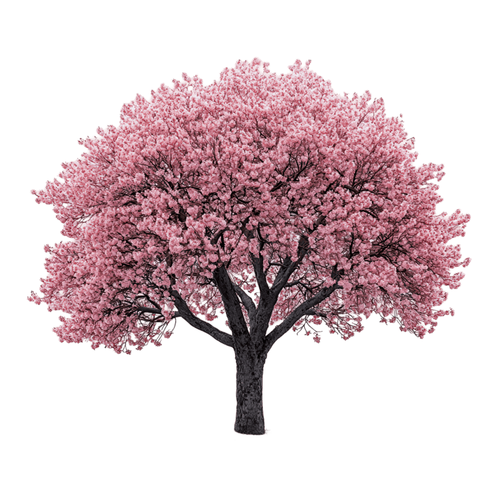 Spring Trees PNGs for Free Download